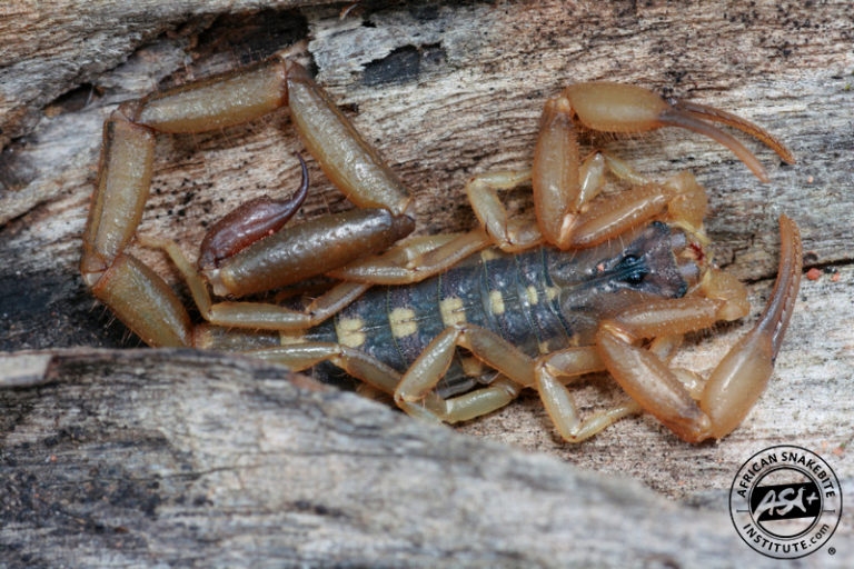 Eastern Bark Scorpion - African Snakebite Institute