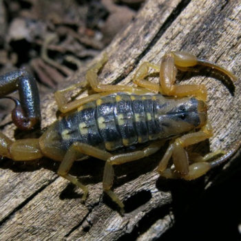 Scorpions - African Snakebite Institute