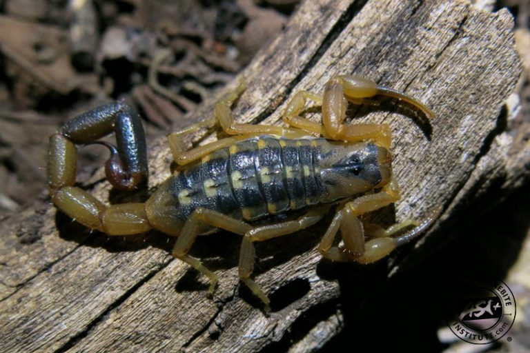 Eastern Bark Scorpion - African Snakebite Institute