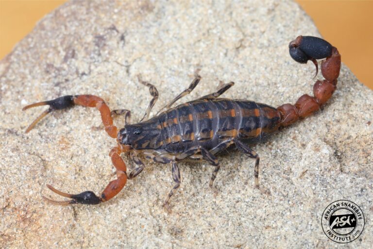 Scorpions - African Snakebite Institute