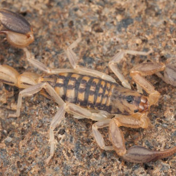 Scorpions - African Snakebite Institute