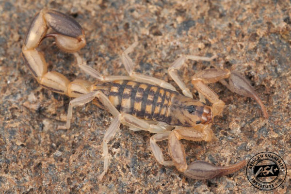 Striped Lesser-Thicktail Scorpion - African Snakebite Institute