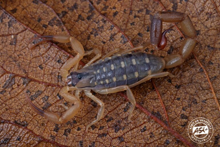 Scorpions - African Snakebite Institute