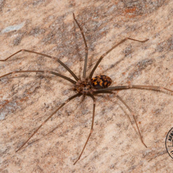 Violin Spider - African Snakebite Institute