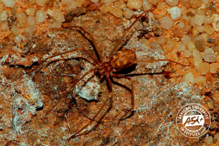 Violin Spider - African Snakebite Institute