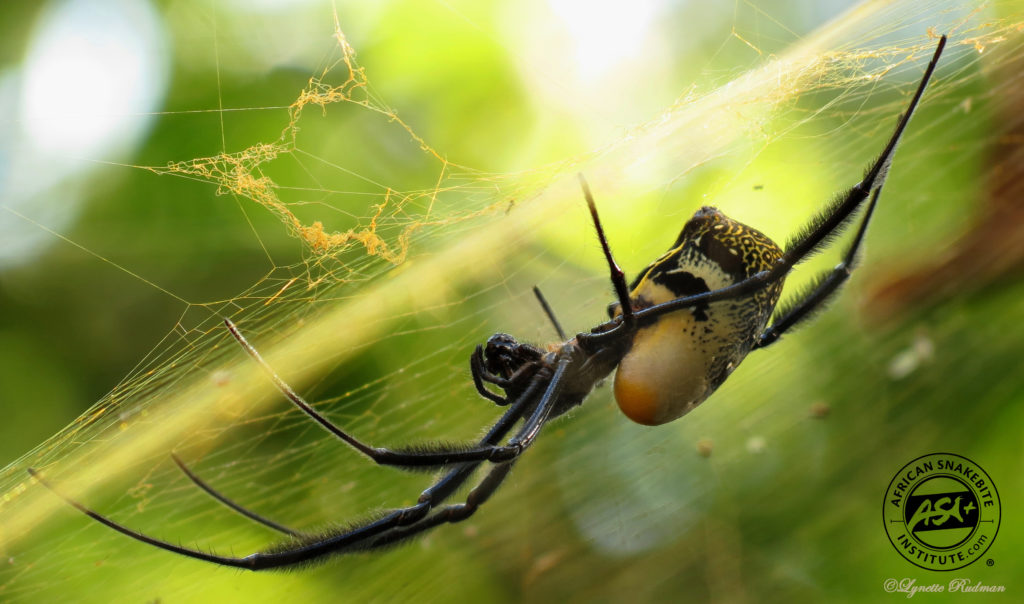 Golden Orb Spider - African Snakebite Institute