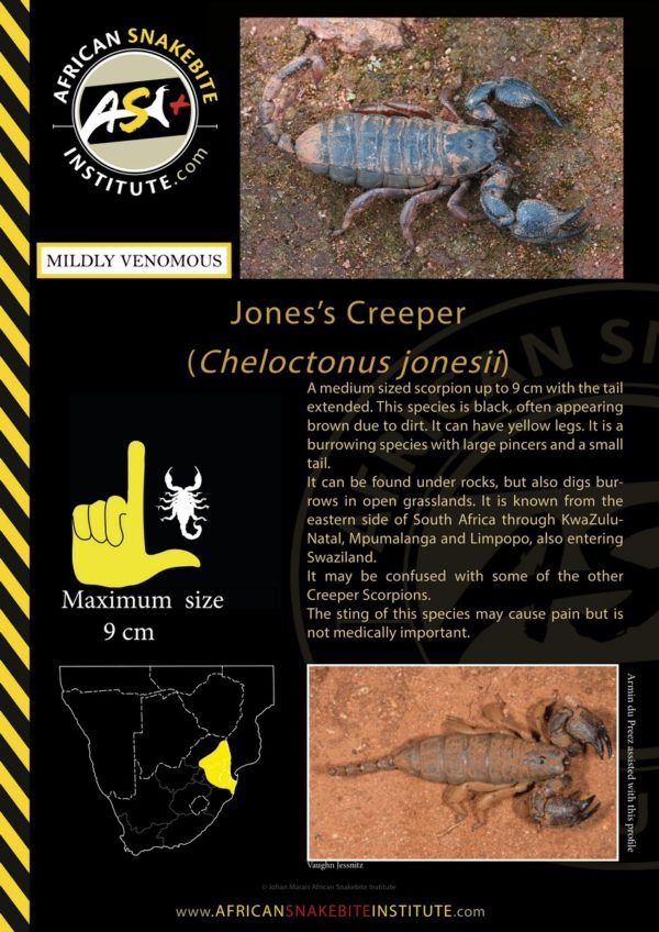 Scorpions of Limpopo - African Snakebite Institute