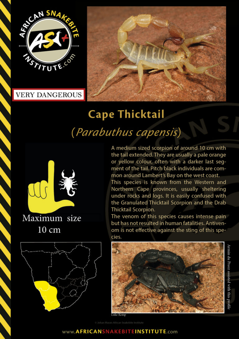 Scorpions of the Western Cape - African Snakebite Institute