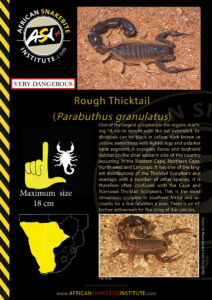 Scorpions of the Western Cape - African Snakebite Institute