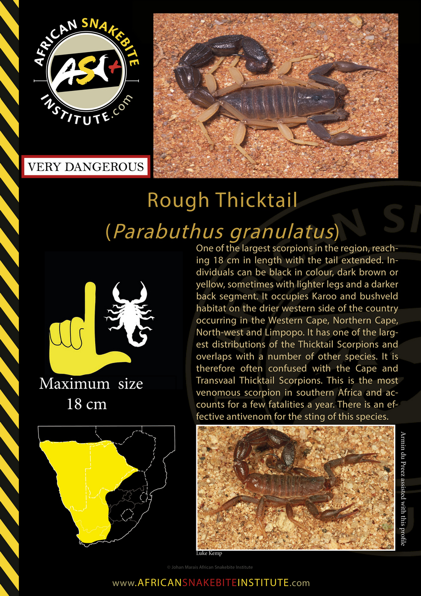 Scorpions of the Eastern Cape - African Snakebite Institute