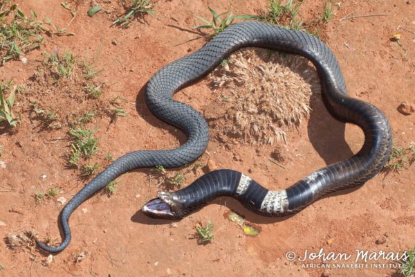 More info on the Rinkhals - African Snakebite Institute