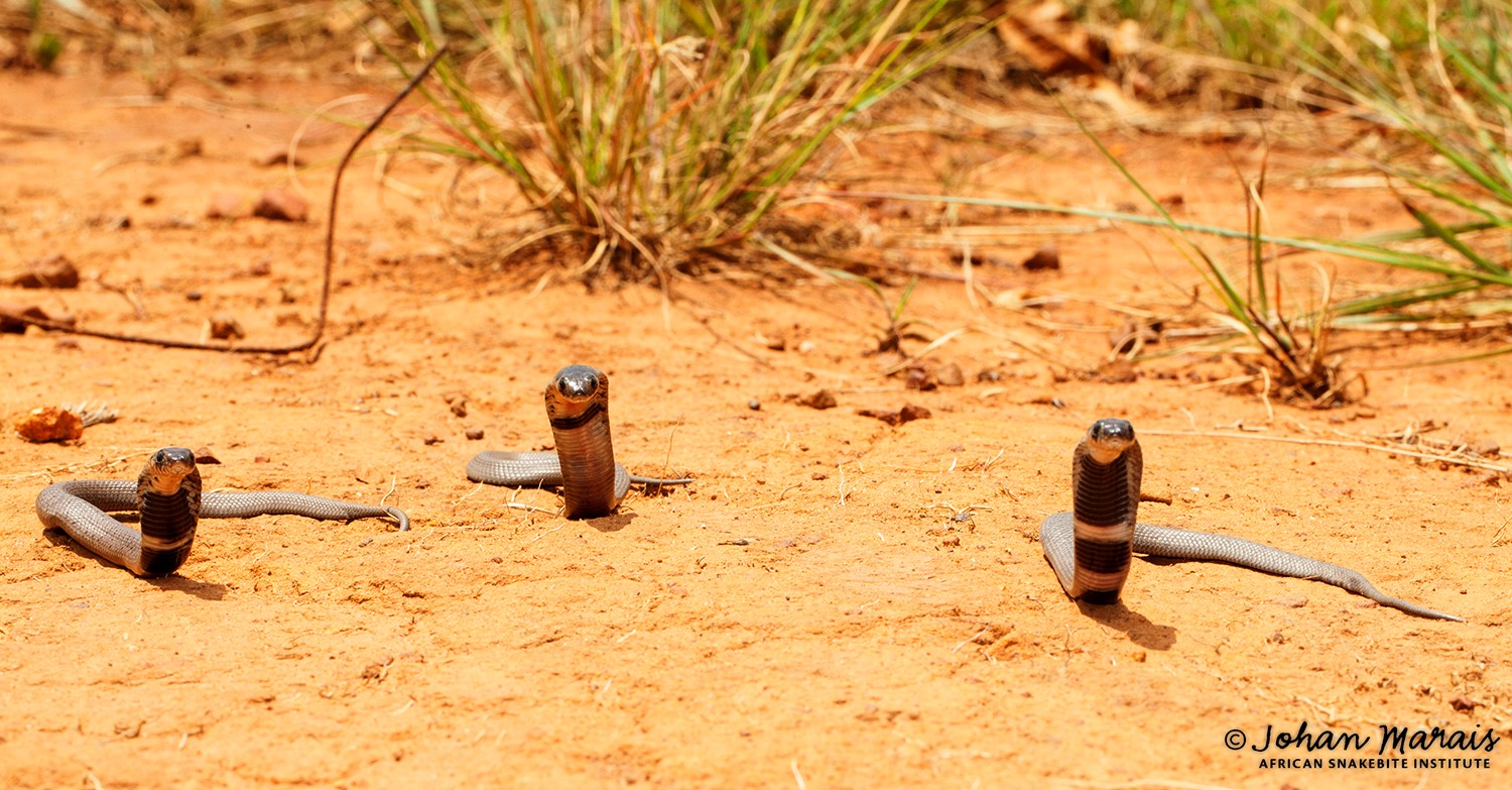 More info on the Rinkhals - African Snakebite Institute