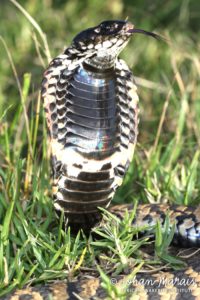 More info on the Rinkhals - African Snakebite Institute