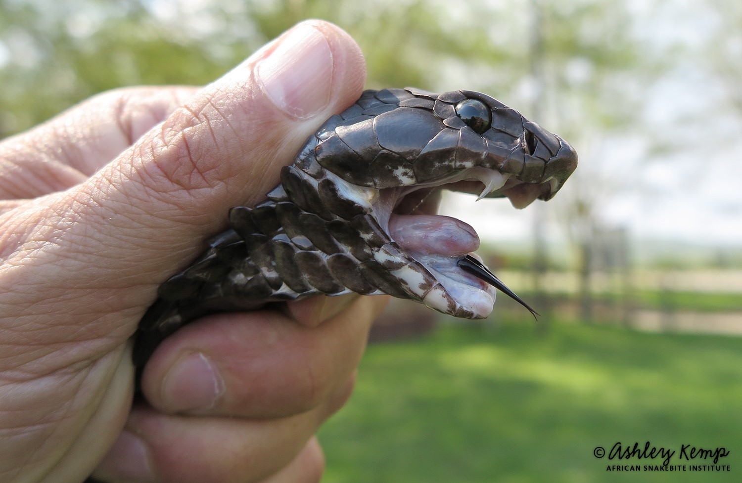 More info on the Rinkhals - African Snakebite Institute