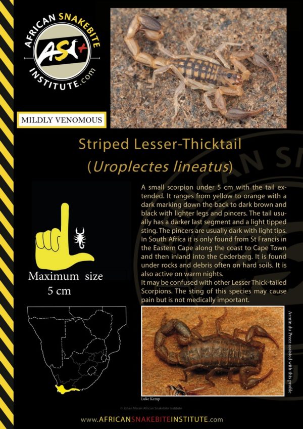 Scorpions of the Western Cape - African Snakebite Institute