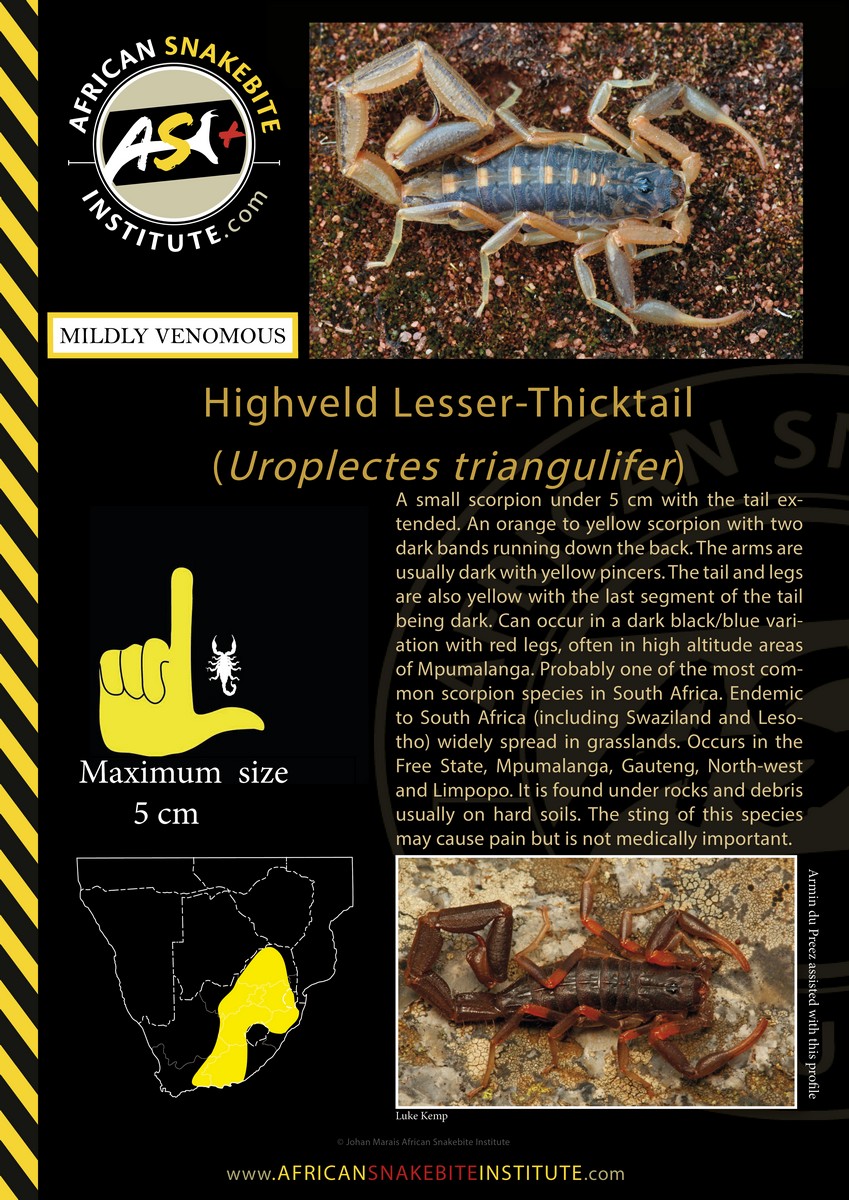 Scorpions of the Western Cape - African Snakebite Institute