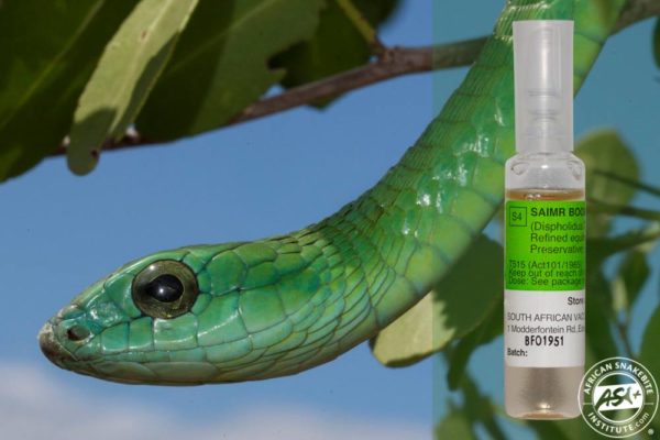 Everything you need to know about antivenom - African Snakebite Institute