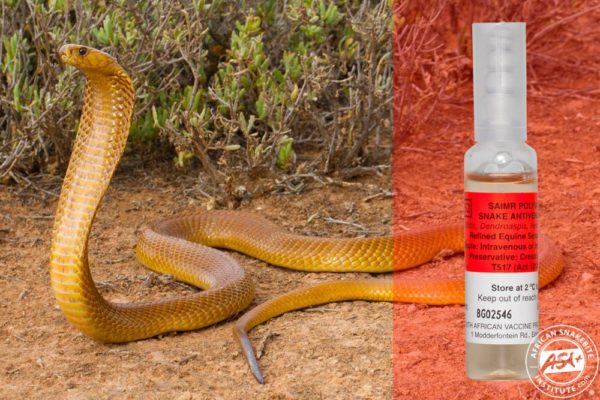 Everything you need to know about antivenom - African Snakebite Institute