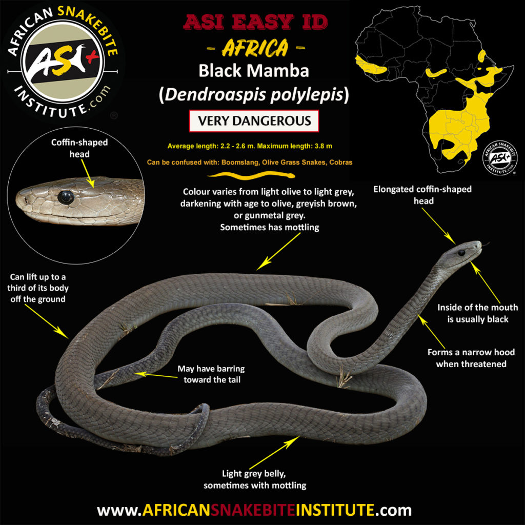Black Mamba - African Snakebite Institute