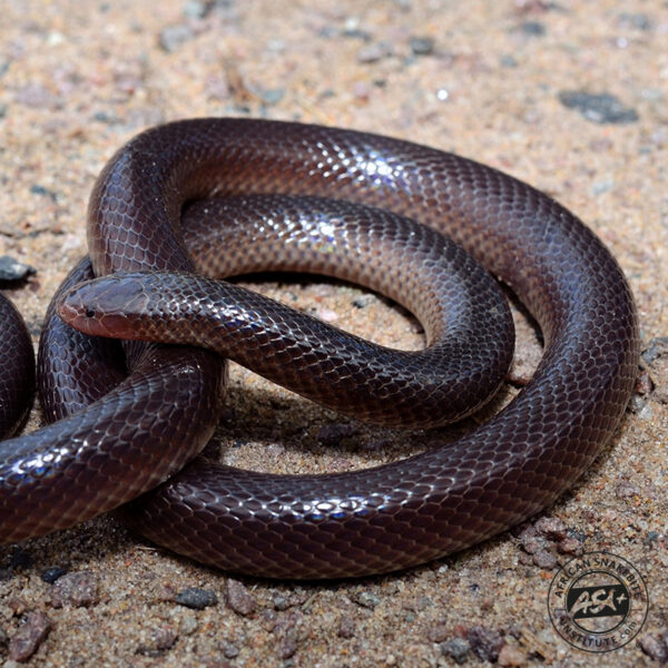 Stiletto Snakes - African Snakebite Institute