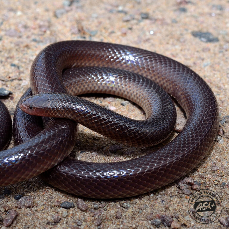 Stiletto Snakes - African Snakebite Institute
