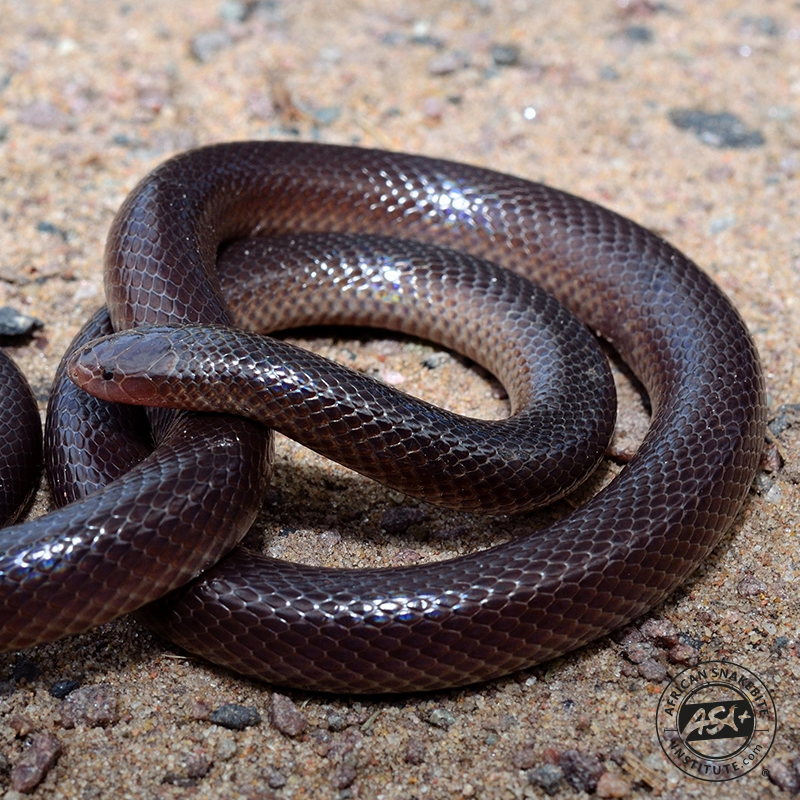 Stiletto Snakes - African Snakebite Institute