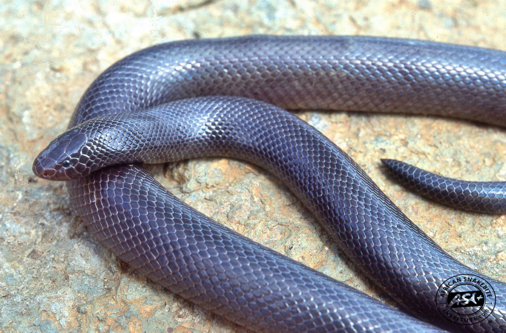 Stiletto Snakes - African Snakebite Institute