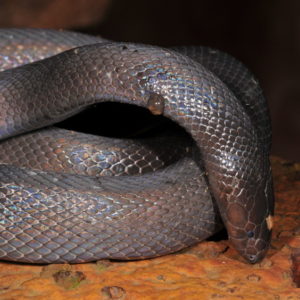 Stiletto Snakes - African Snakebite Institute