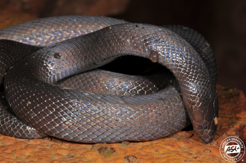 Stiletto Snakes - African Snakebite Institute