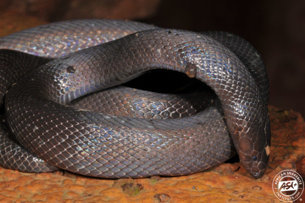 Stiletto Snakes - African Snakebite Institute