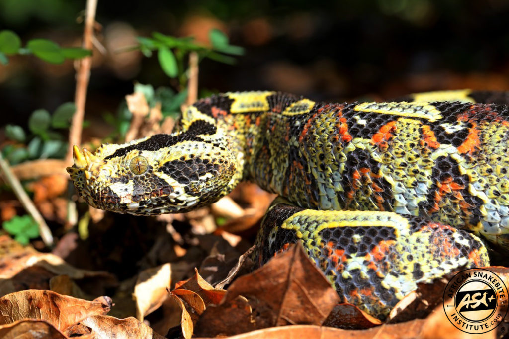 Rhino-horned Viper - Africa - African Snakebite Institute