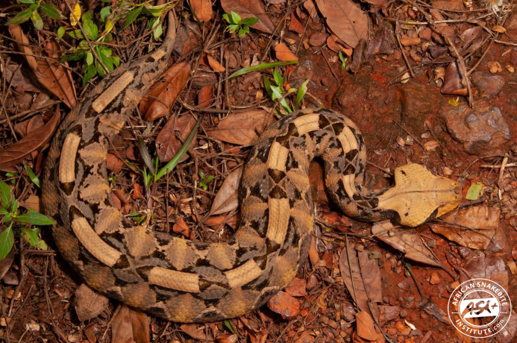 Western Gaboon Adder - Africa - African Snakebite Institute