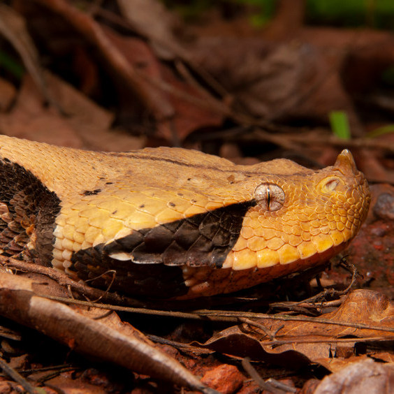Western Gaboon Adder - African Snakebite Institute