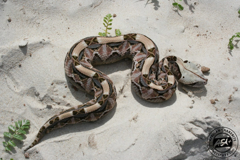 Western Gaboon Adder - Africa - African Snakebite Institute