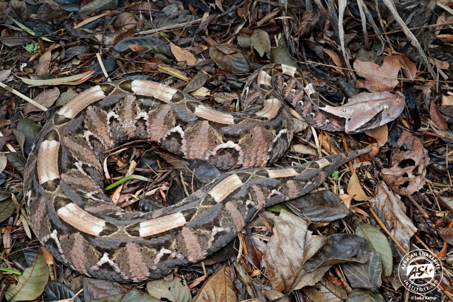 Western Gaboon Adder - Africa - African Snakebite Institute