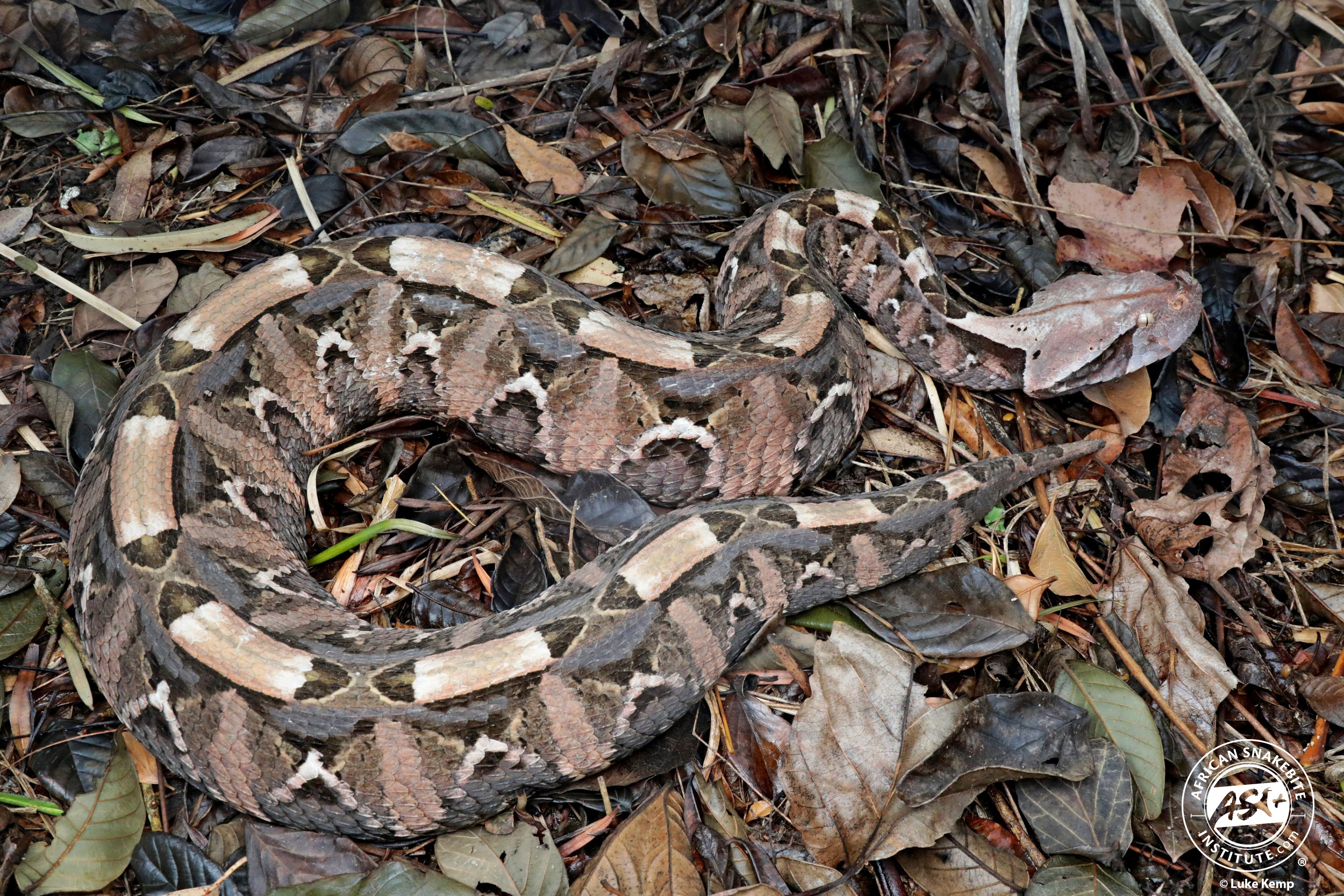 Western Gaboon Adder - African Snakebite Institute