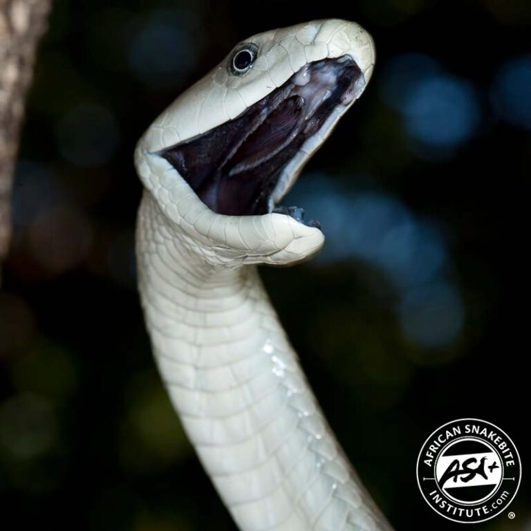 Black Mamba - Africa - African Snakebite Institute