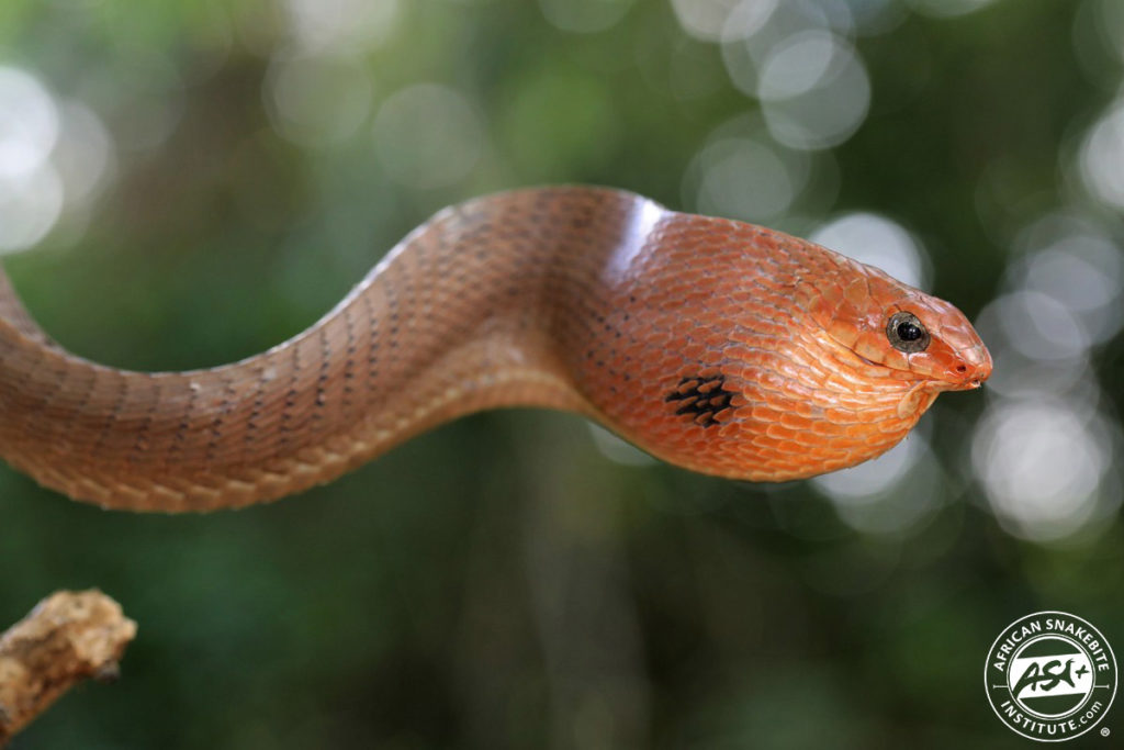 Boomslang - African Snakebite Institute