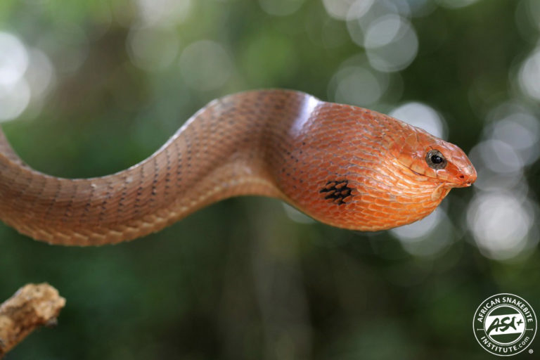 Boomslang - African Snakebite Institute