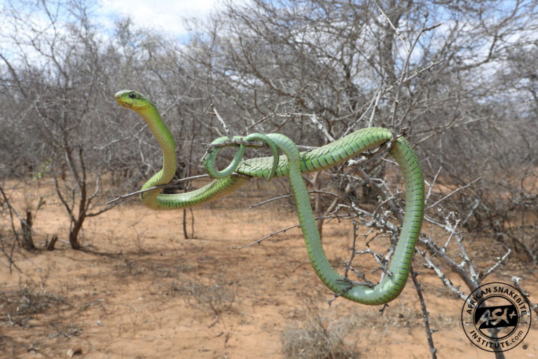 Boomslang - African Snakebite Institute