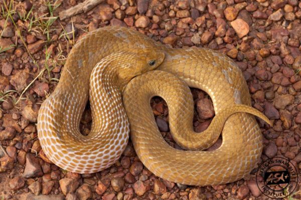 Night Adders - African Snakebite Institute