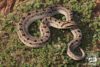 Night Adders - Africa - African Snakebite Institute