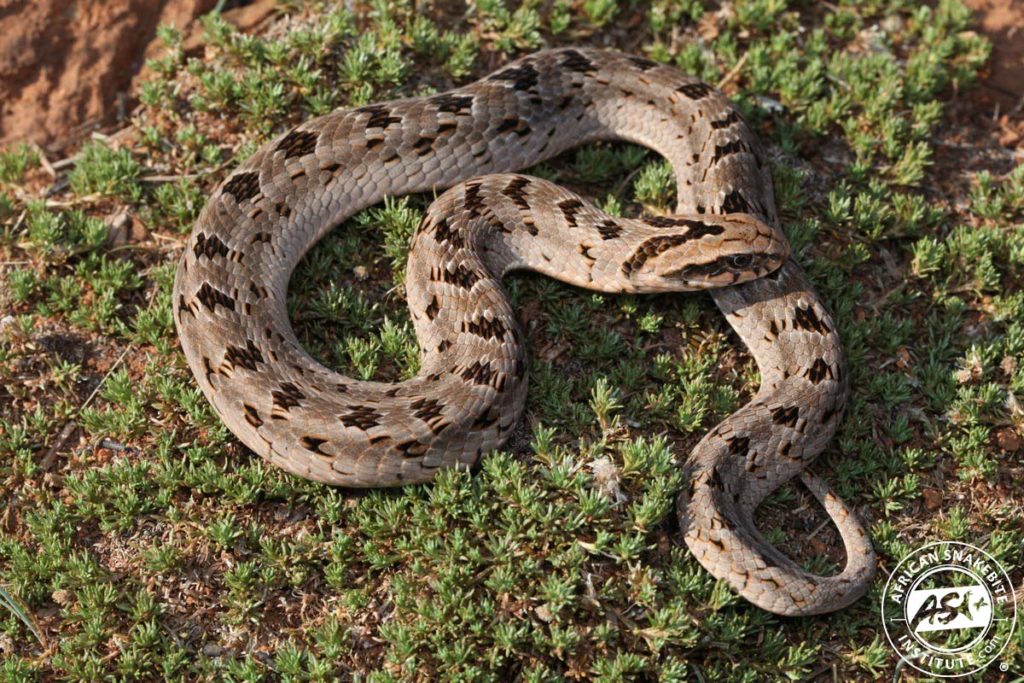 Night Adders - African Snakebite Institute