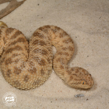 Saharan Sand Viper - Africa - African Snakebite Institute
