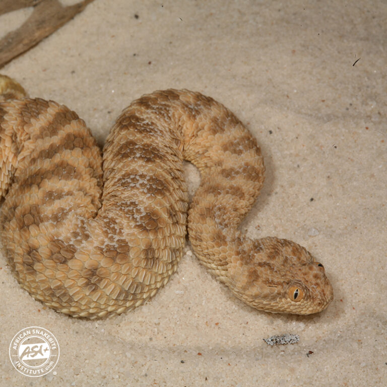 Saharan Sand Viper - African Snakebite Institute