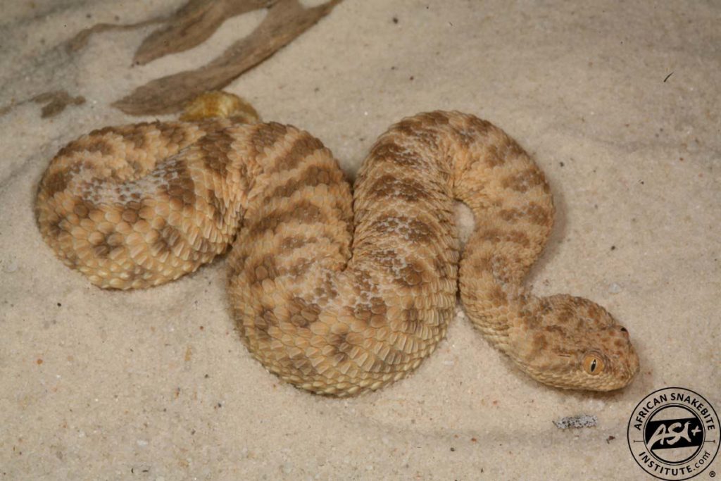Saharan Sand Viper - African Snakebite Institute