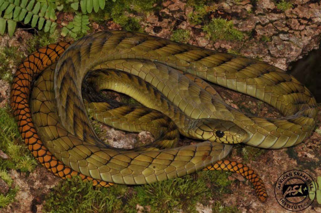 West African Green Mamba - African Snakebite Institute