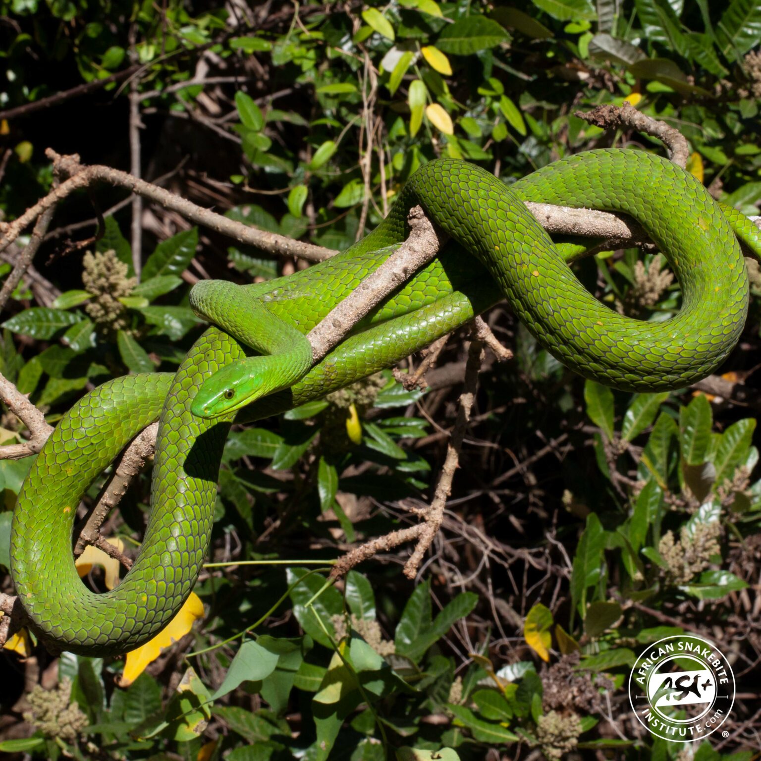Green Mamba - African Snakebite Institute
