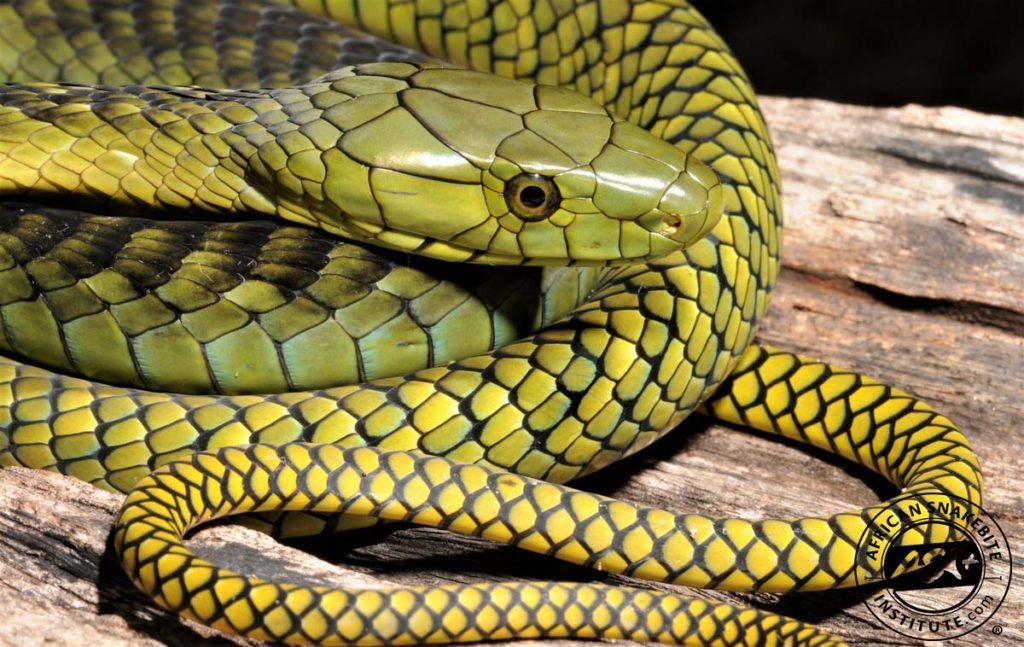 Jameson's Mamba - African Snakebite Institute