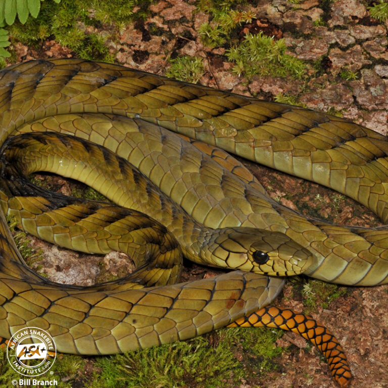 West African Green Mamba African Snakebite Institute